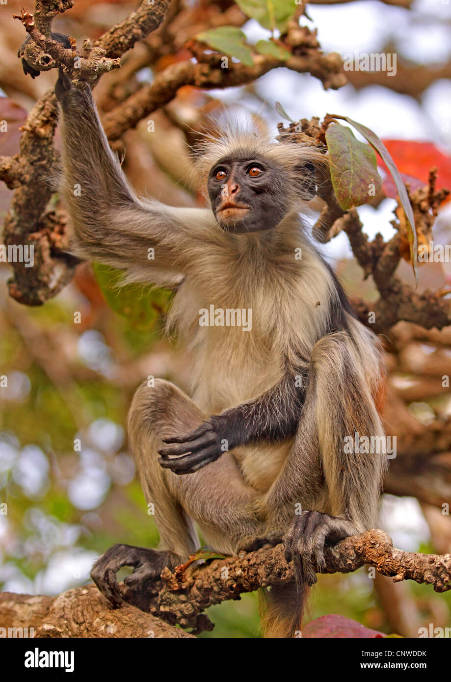Western red colobus monkey piliocolobus badius hi-res stock photography ...
