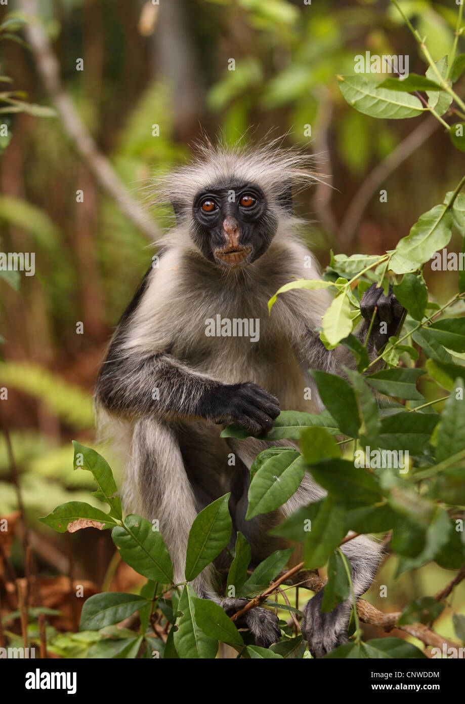 red colobus, western red colobus (Colobus badius, Piliocolobus badius ...