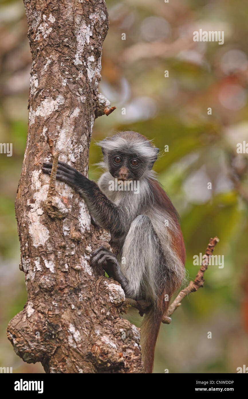 Piliocolobus badius hi-res stock photography and images - Alamy