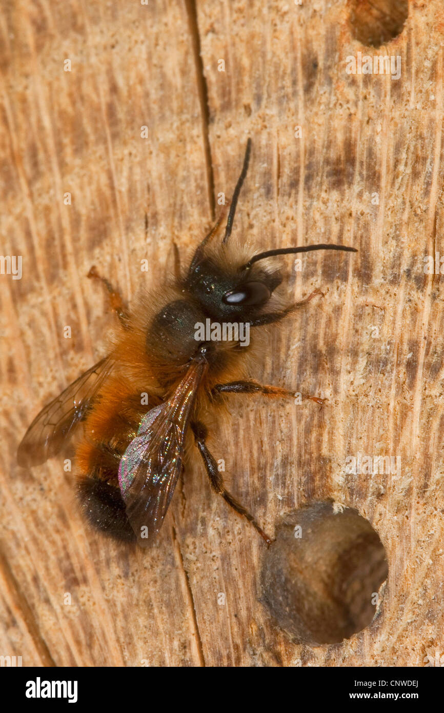 red mason bee (Osmia rufa, Osmia bicornis), sitting at a hole of an ...