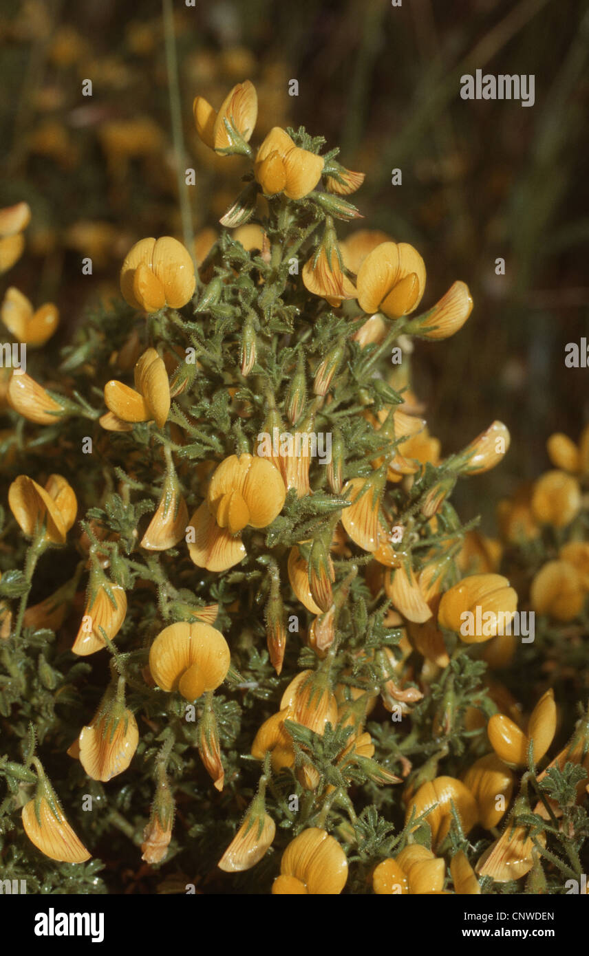 yellow restharrow, large yellow restharrow (Ononis natrix), blooming ...