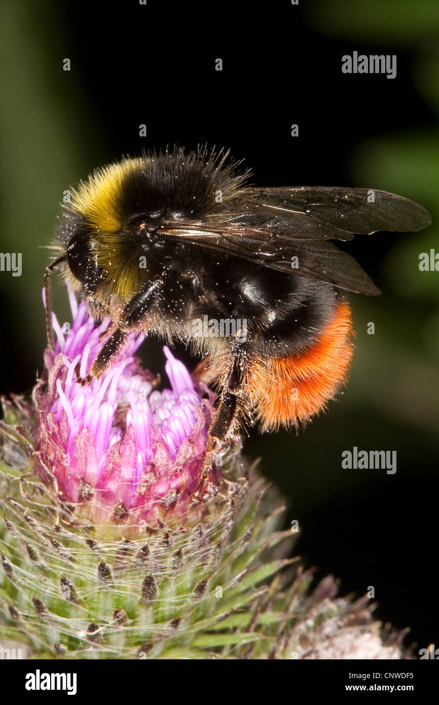 red-tailed bumble bee (Bombus lapidarius, Aombus lapidarius, Pyrobombus ...
