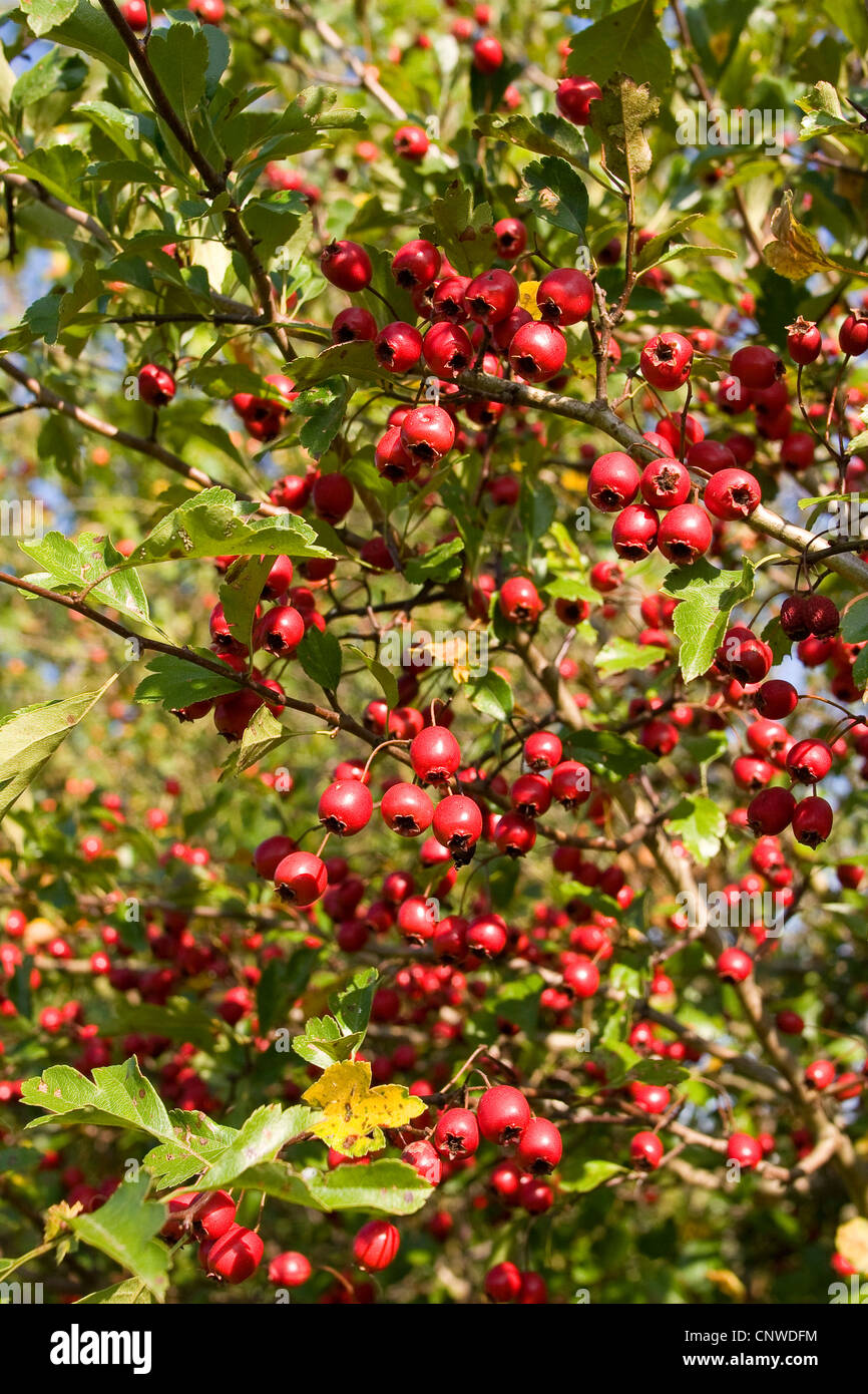 common hawthorn, singleseed hawthorn, English hawthorn (Crataegus ...