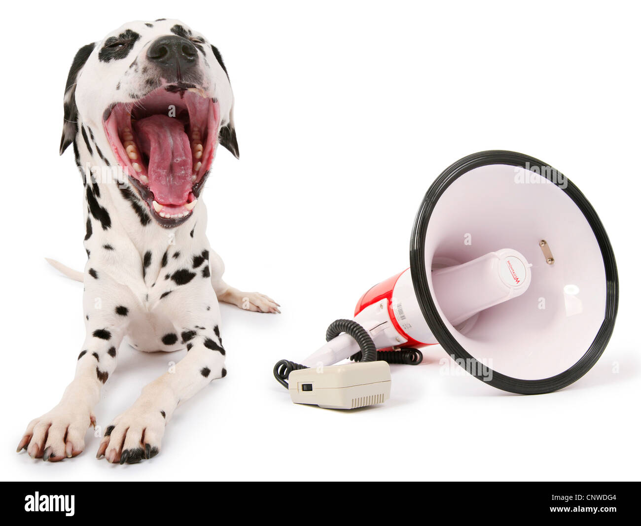 Dalmatian (Canis lupus f. familiaris), barking beside a megaphone Stock ...