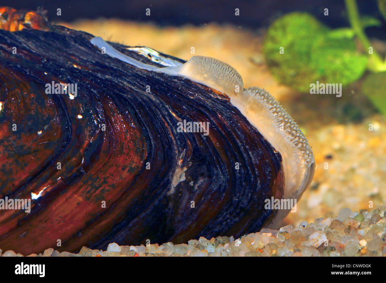 painter's mussel (Unio pictorum, Pollicepes pictorum), siphon, Germany ...
