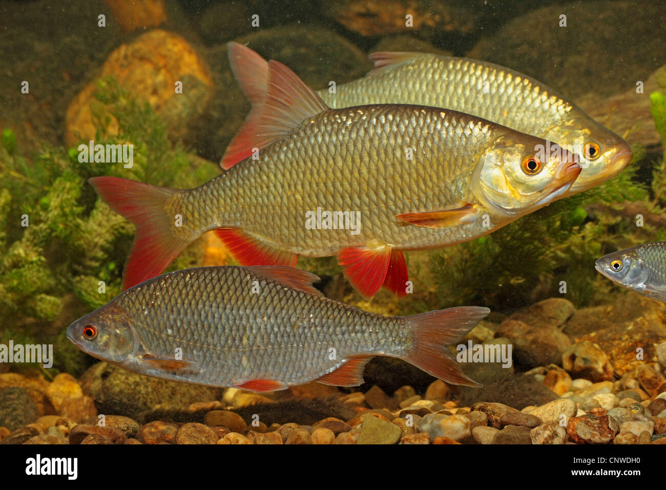 rudd (Scardinius erythrophthalmus), shoal with roach, Germany Stock ...