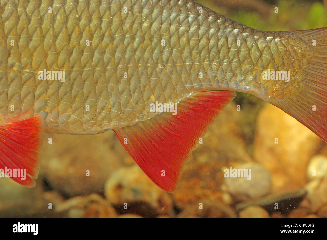 rudd (Scardinius erythrophthalmus), red tail fin, Germany Stock Photo ...