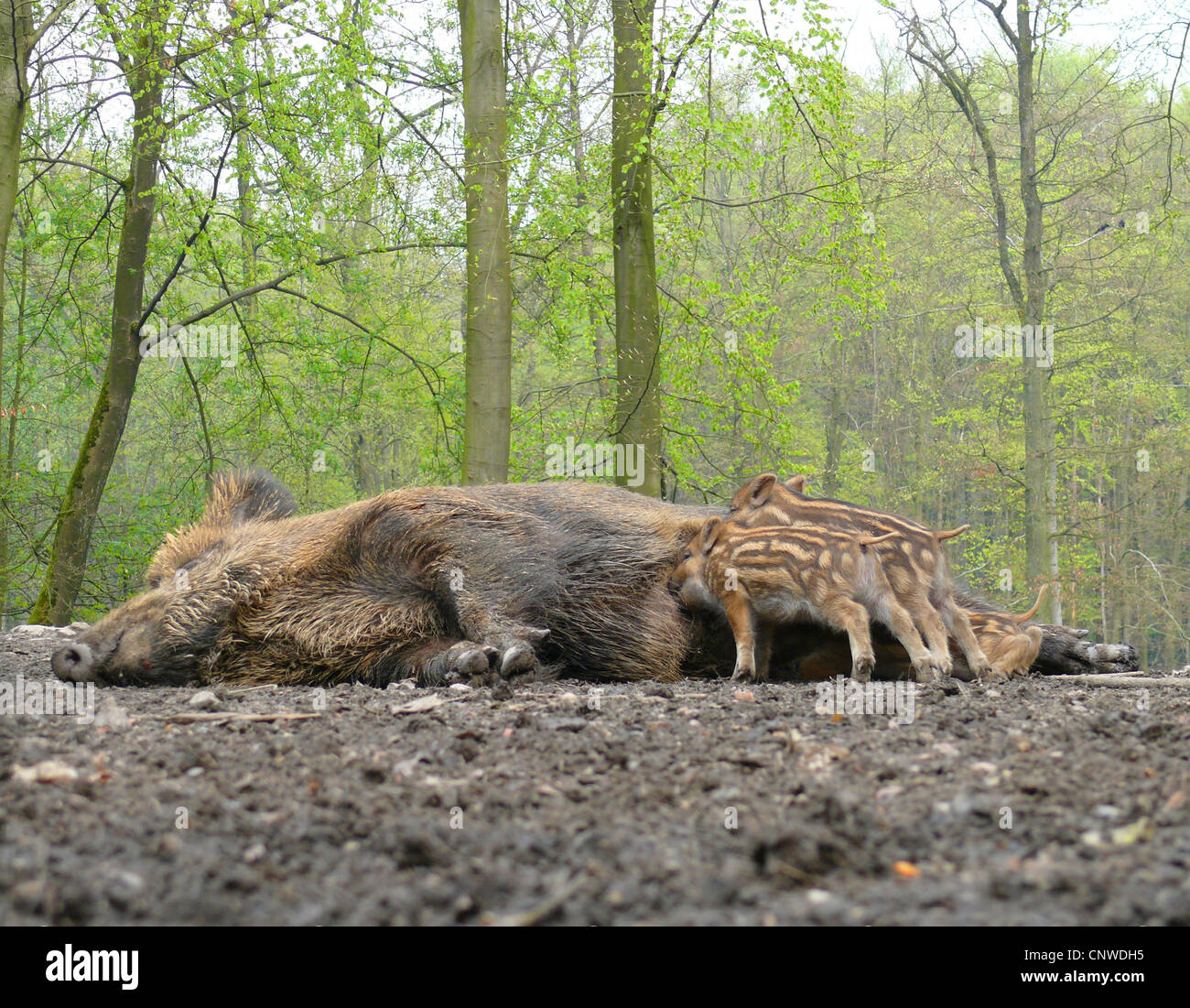 wild boar, pig, wild boar (Sus scrofa), sow suckling piglets, Germany ...
