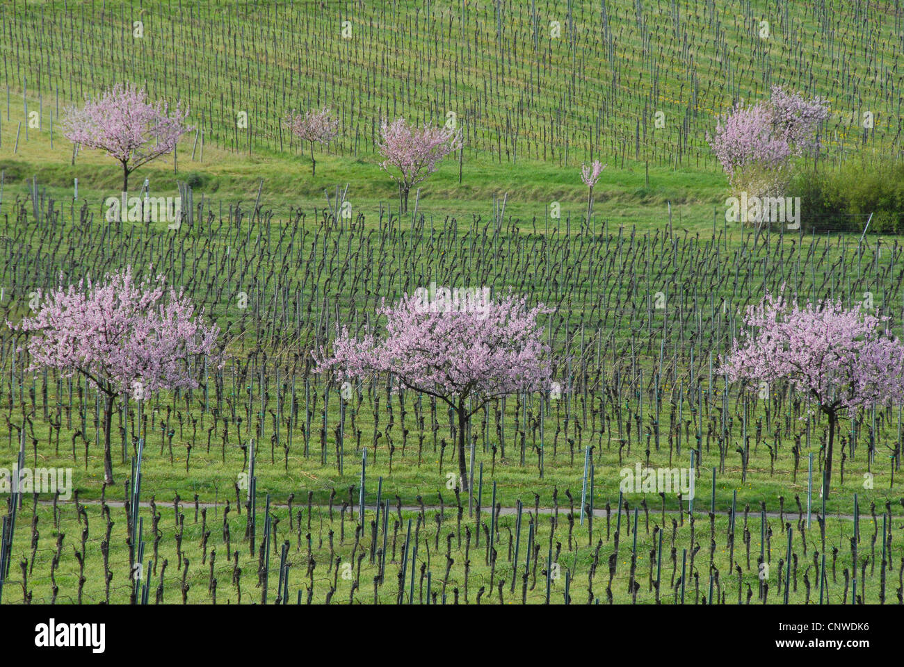 bitter almond (Prunus amygdalus), blooming almond trees in Palatine ...