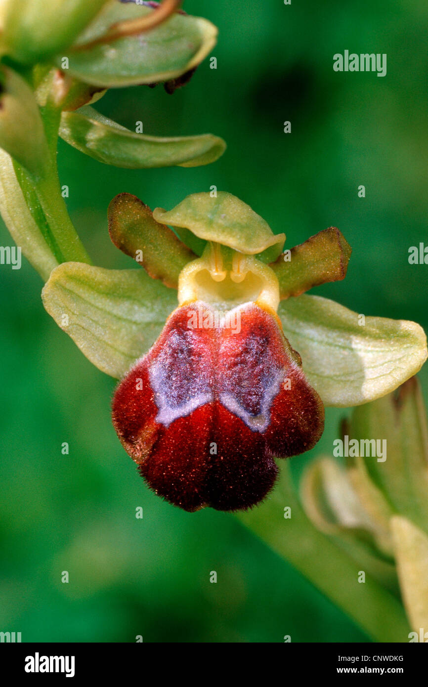 ophrys (Ophrys thriptiensis), flowers Stock Photo - Alamy