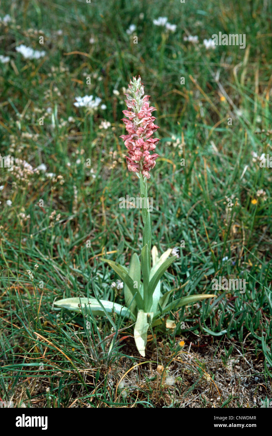 orchids (Orchis coriophora ssp. fragrans, Orchis fragrans), blooming ...