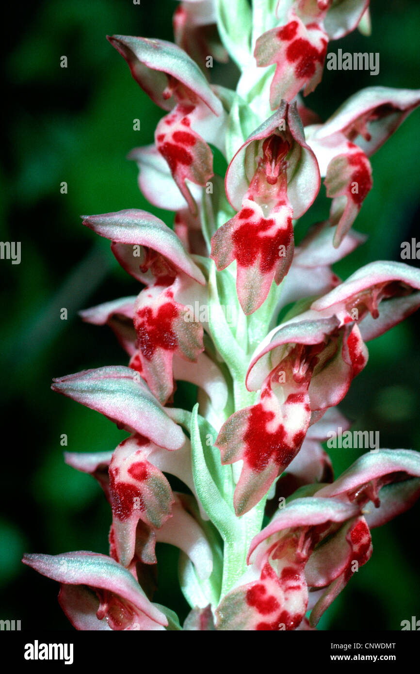 orchids (Orchis coriophora ssp. fragrans, Orchis fragrans ...