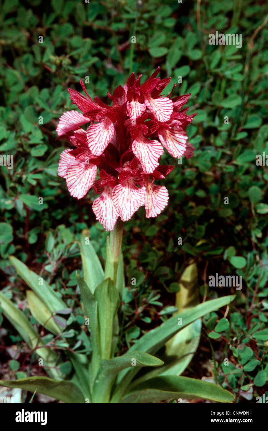 butterfly orchis (Orchis papilionacea ssp. heroica), blooming ...