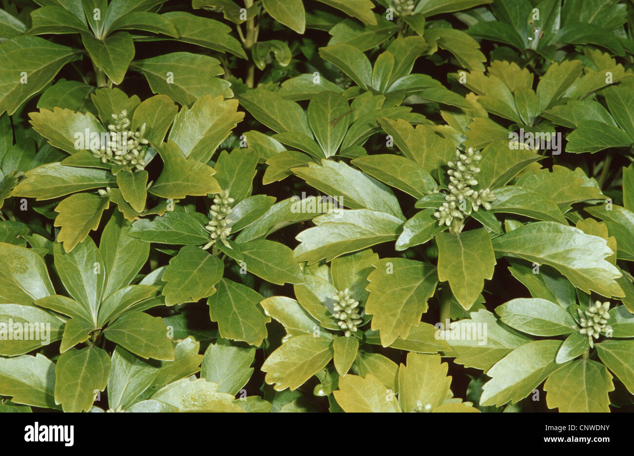 Pachysandra terminalis ground cover garden hi-res stock photography and ...
