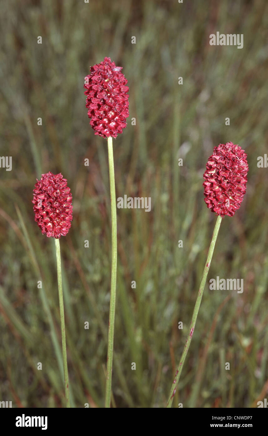 great burnet (Sanguisorba officinalis), blooming, Germany Stock Photo ...