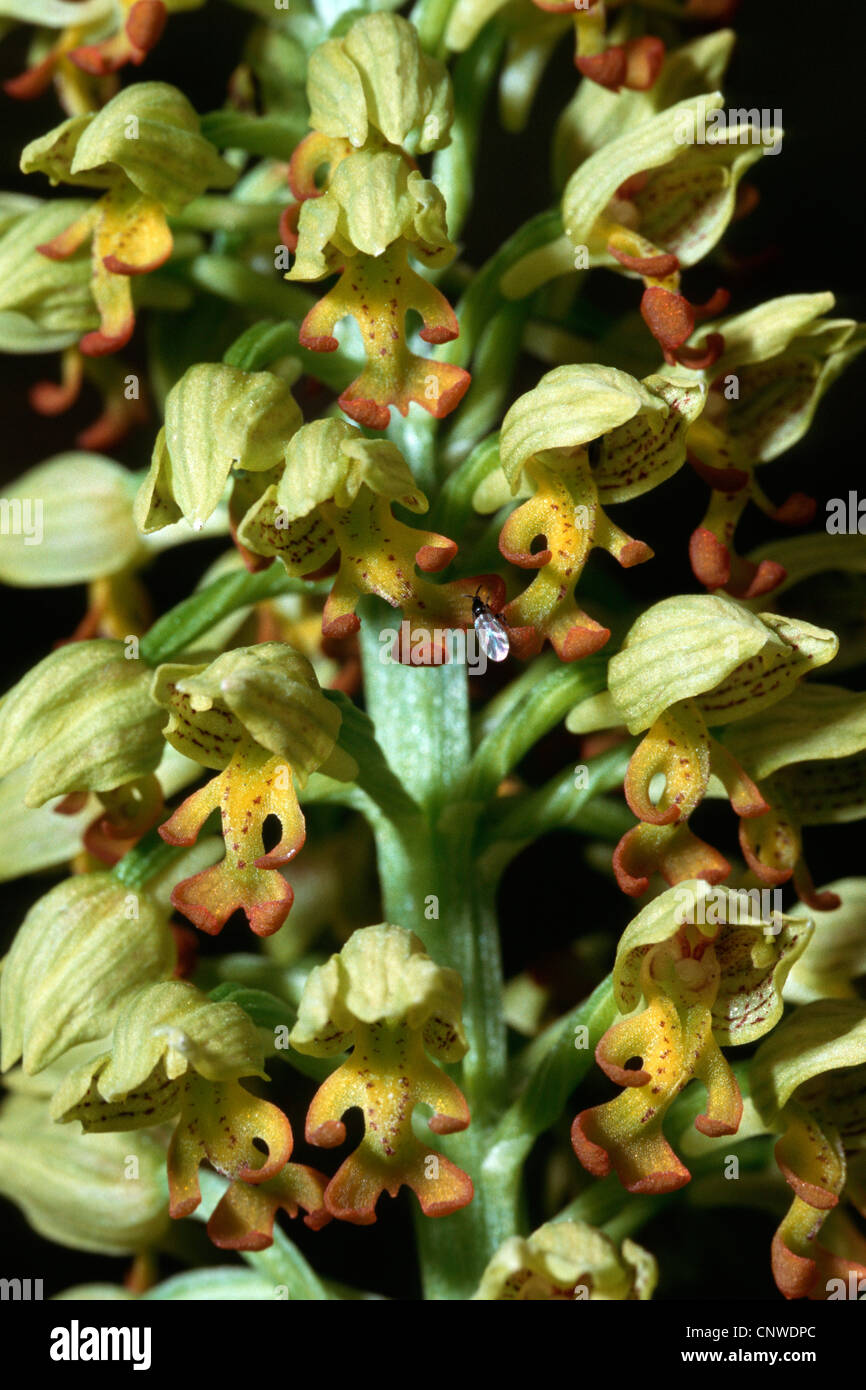 Punctulata hi-res stock photography and images - Alamy