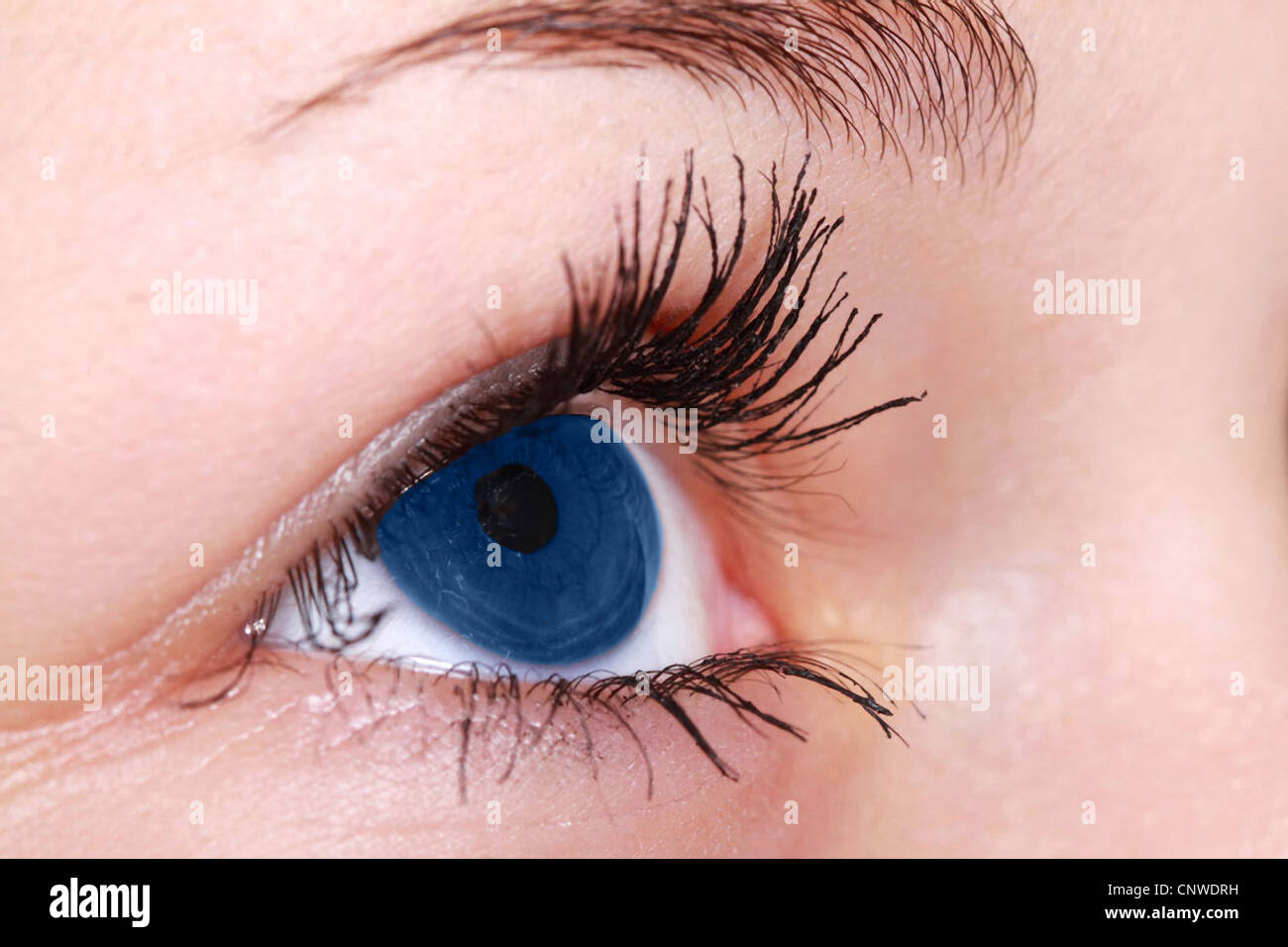 Caucasian White Adult Female with Blue Eyes and long eye lashes Stock ...