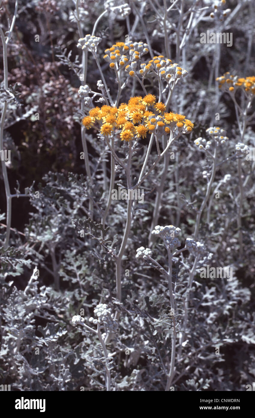 Sea Ragwort, Dusty Miller, Silver Groundsel (Senecio cineraria, Senecio ...