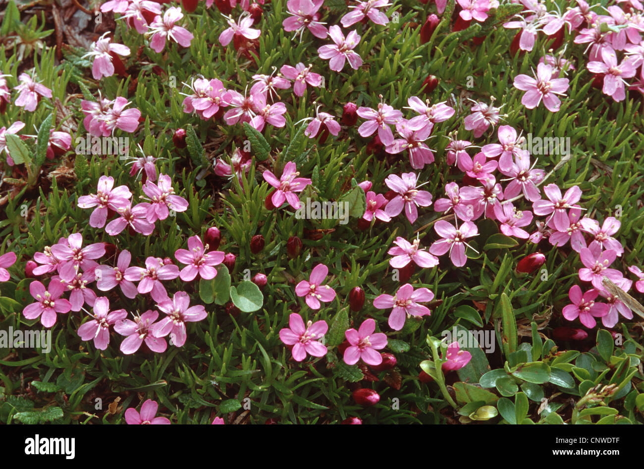 moss campion (Silene acaulis), blooming, Germany Stock Photo - Alamy