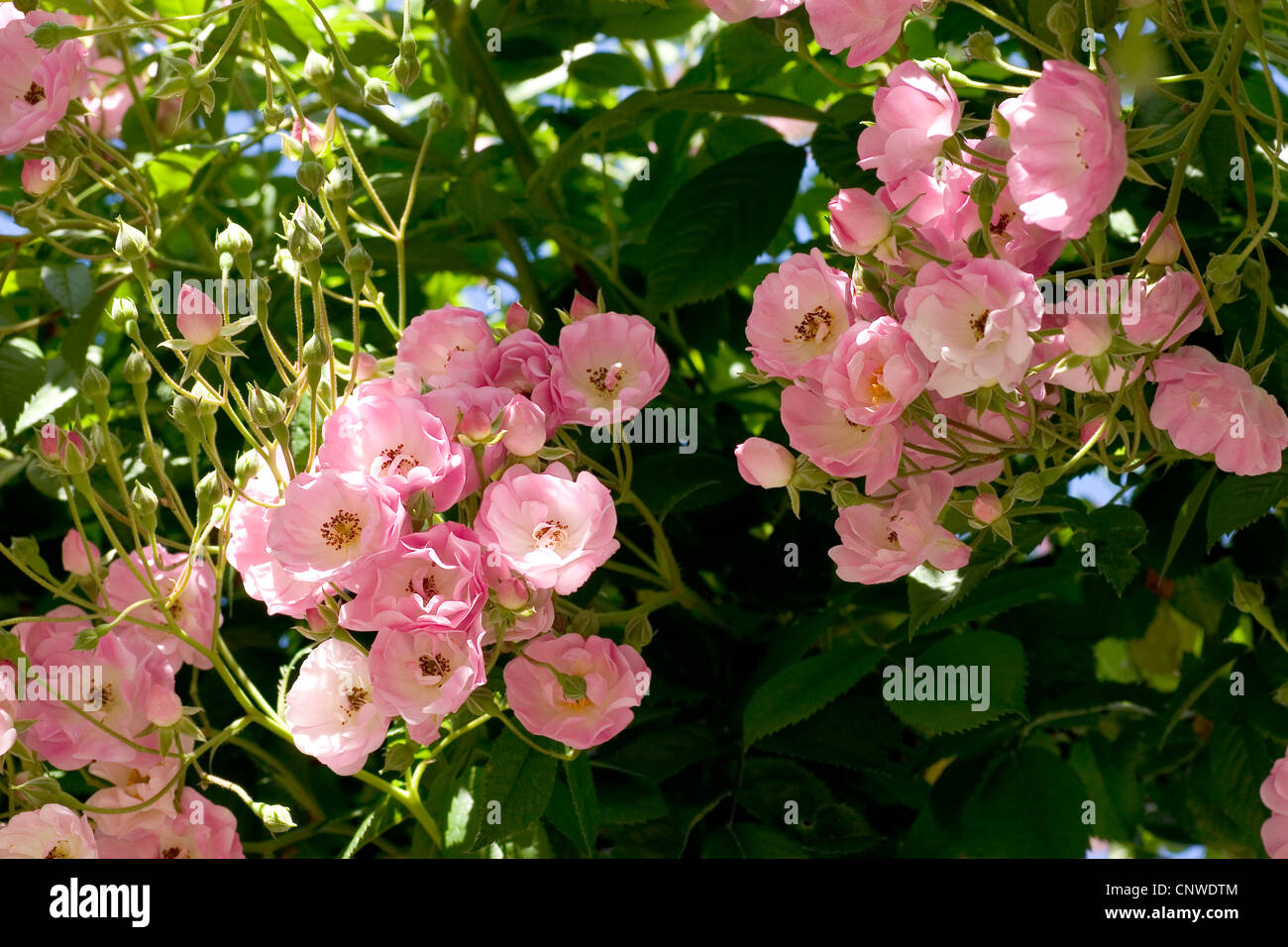 rose (Rosa 'Blush Rambler', Rosa Blush Rambler), cultivar Blush Rambler ...
