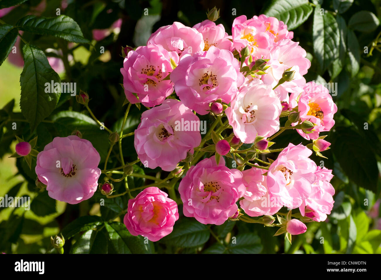 rose (Rosa 'Blush Rambler', Rosa Blush Rambler), cultivar Blush Rambler ...