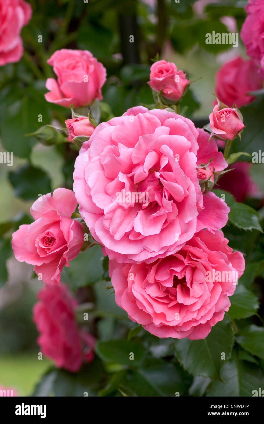 rose (Rosa 'Rosarium Uetersen', Rosa Rosarium Uetersen), cultivar ...
