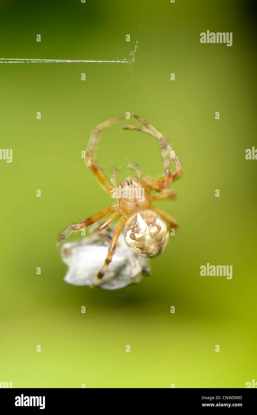 The spider wraps the caught fly in a web Stock Photo - Alamy