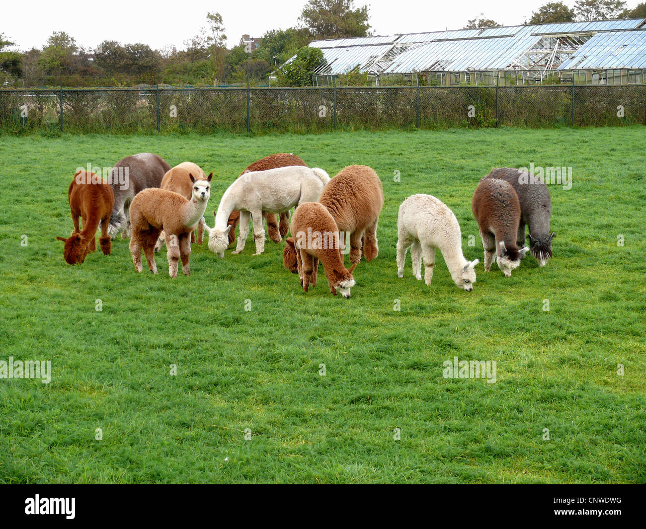 alpaca (Lama pacos), grazing herd Stock Photo - Alamy