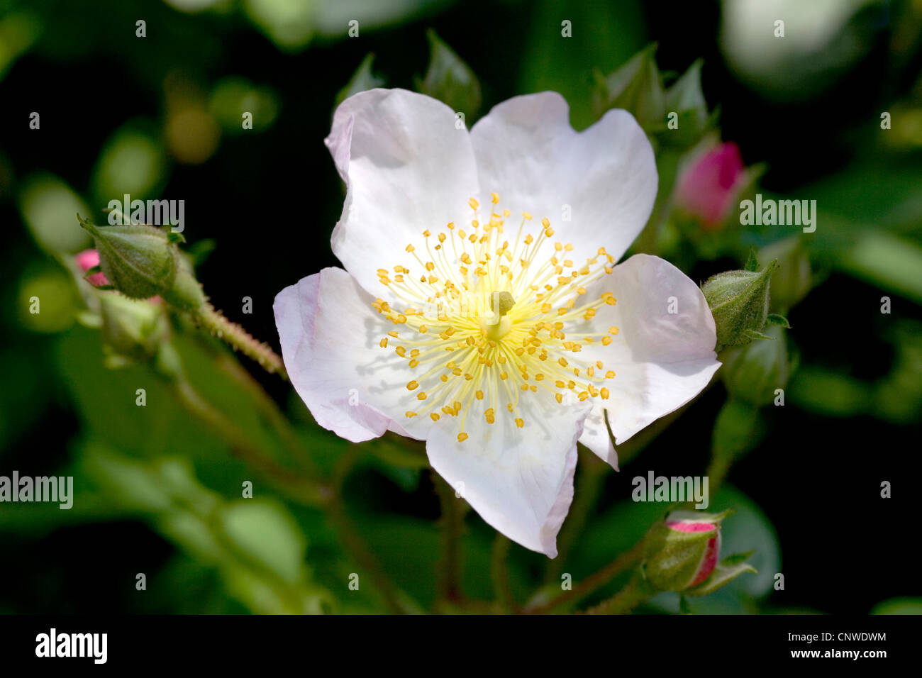 rose (Rosa 'Pearl, Rosa Pearl), cultivar Pearl Stock Photo - Alamy