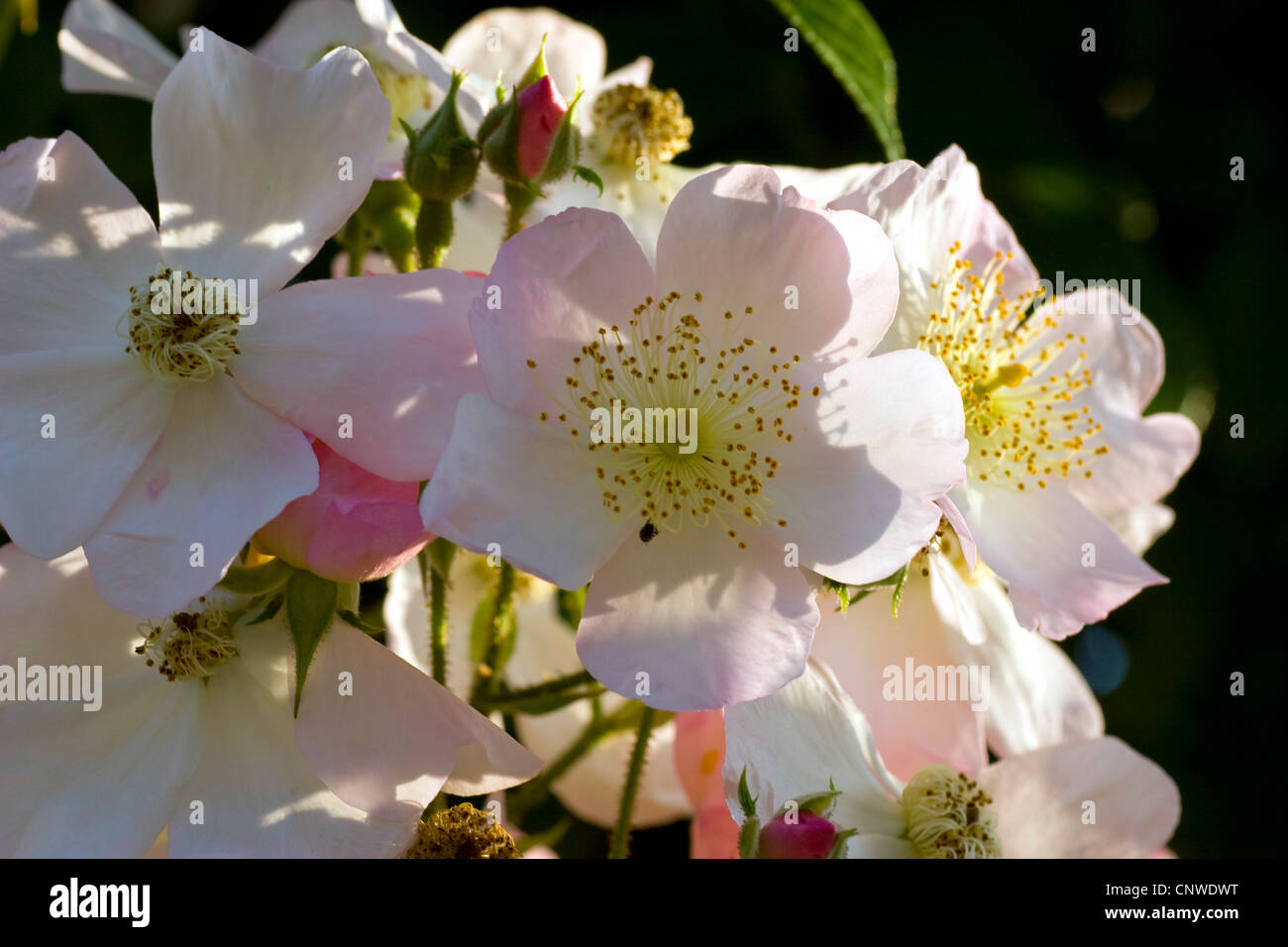 rose (Rosa 'Pearl', Rosa Pearl), cultivar Pearl Stock Photo - Alamy