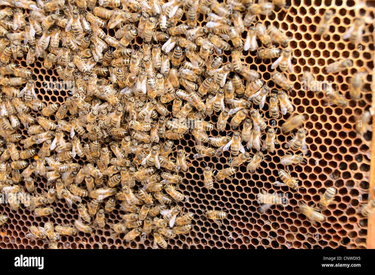 bees and honey Stock Photo - Alamy