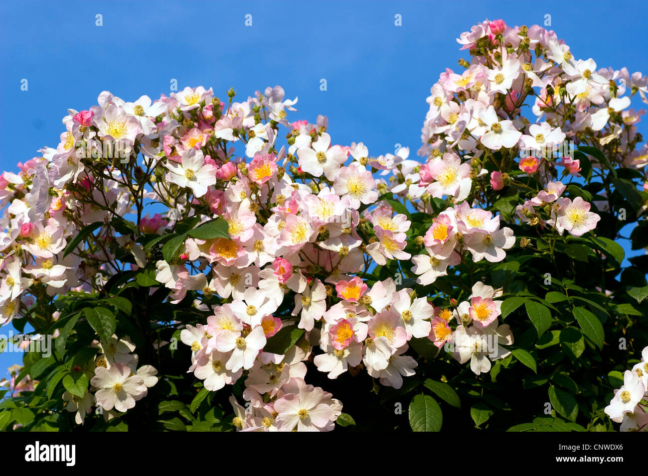 rose (Rosa 'Pearl', Rosa Pearl), cultivar Pearl Stock Photo - Alamy