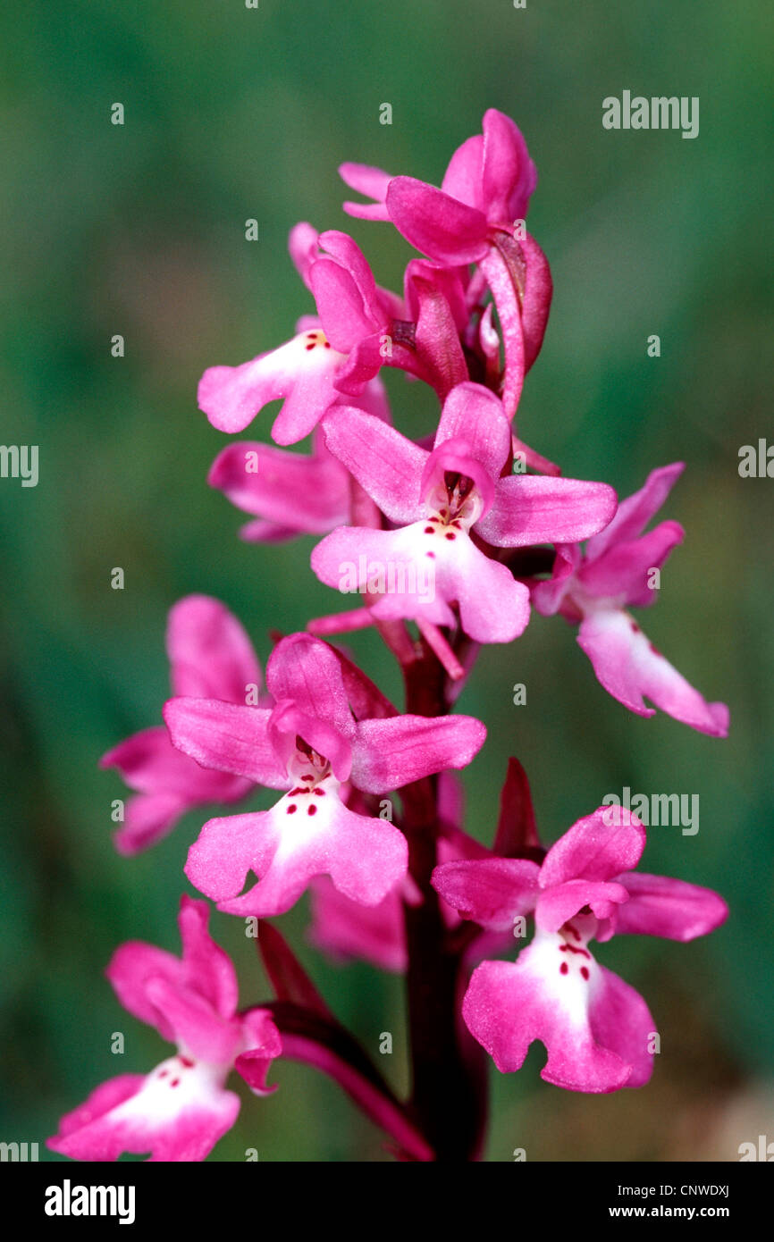 four spot orchis (Orchis quadripunctata), inflorescence, Greece, Creta ...