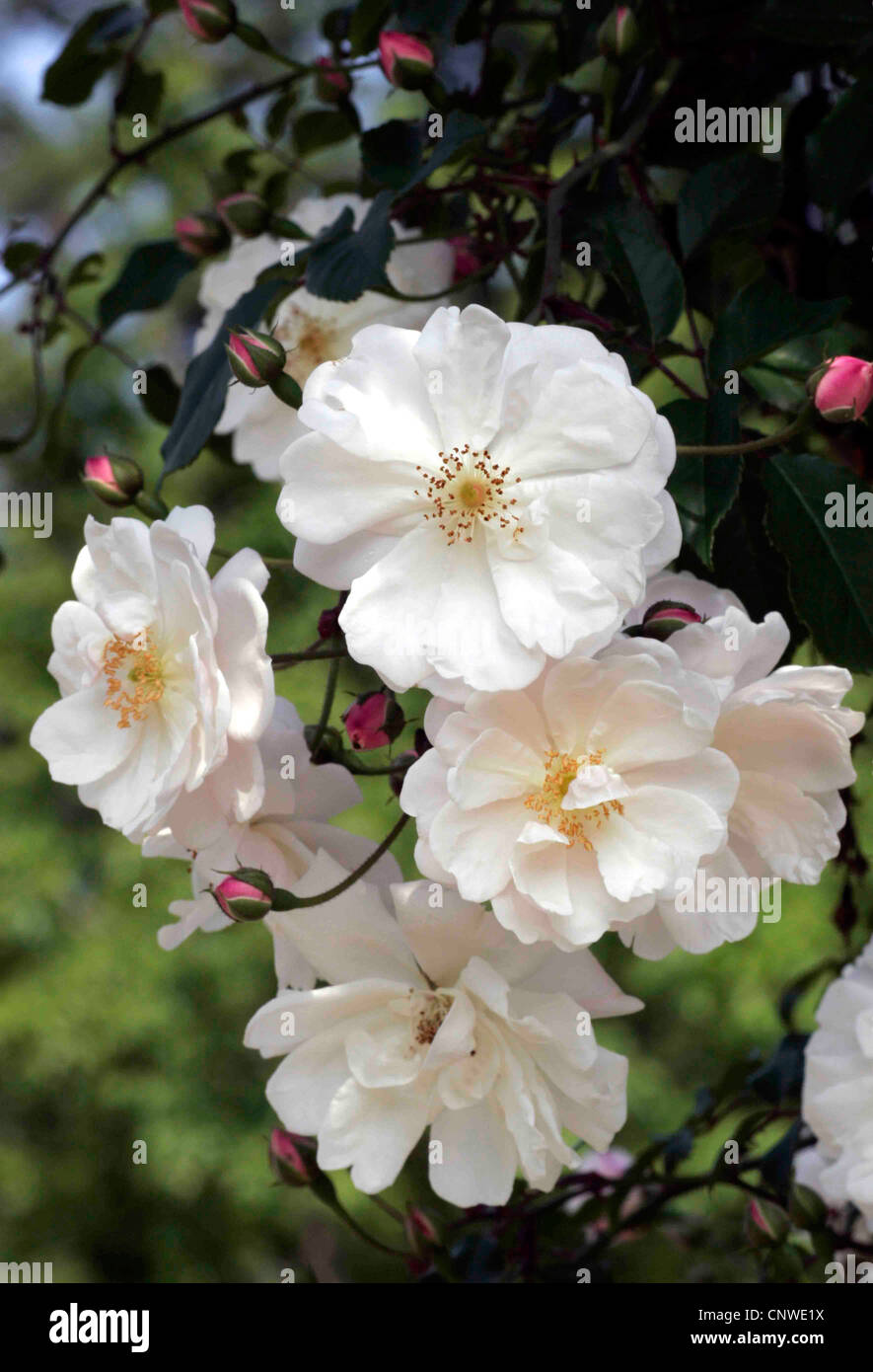 rose (Rosa 'Adelaide d'Orleans', Rosa Adelaide d'Orleans), cultivar ...
