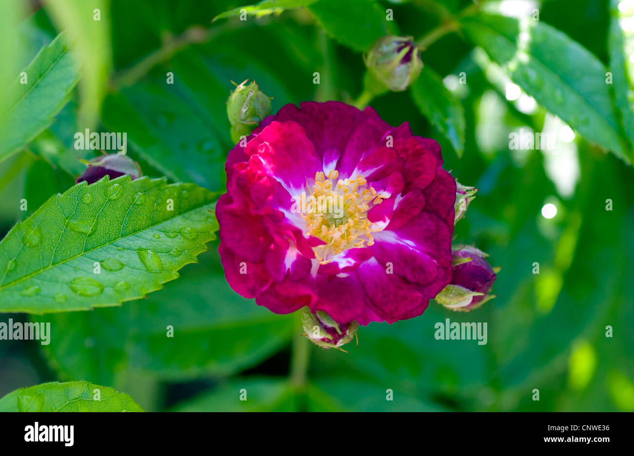 ornamental rose (Rosa 'Perennial Blue', Rosa Perennial Blue), cultivar ...
