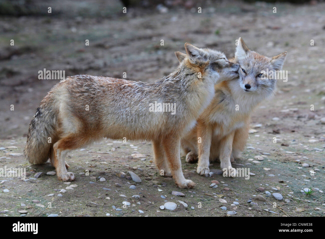 swift fox, kit fox (Vulpes velox), two individuals smooching Stock ...