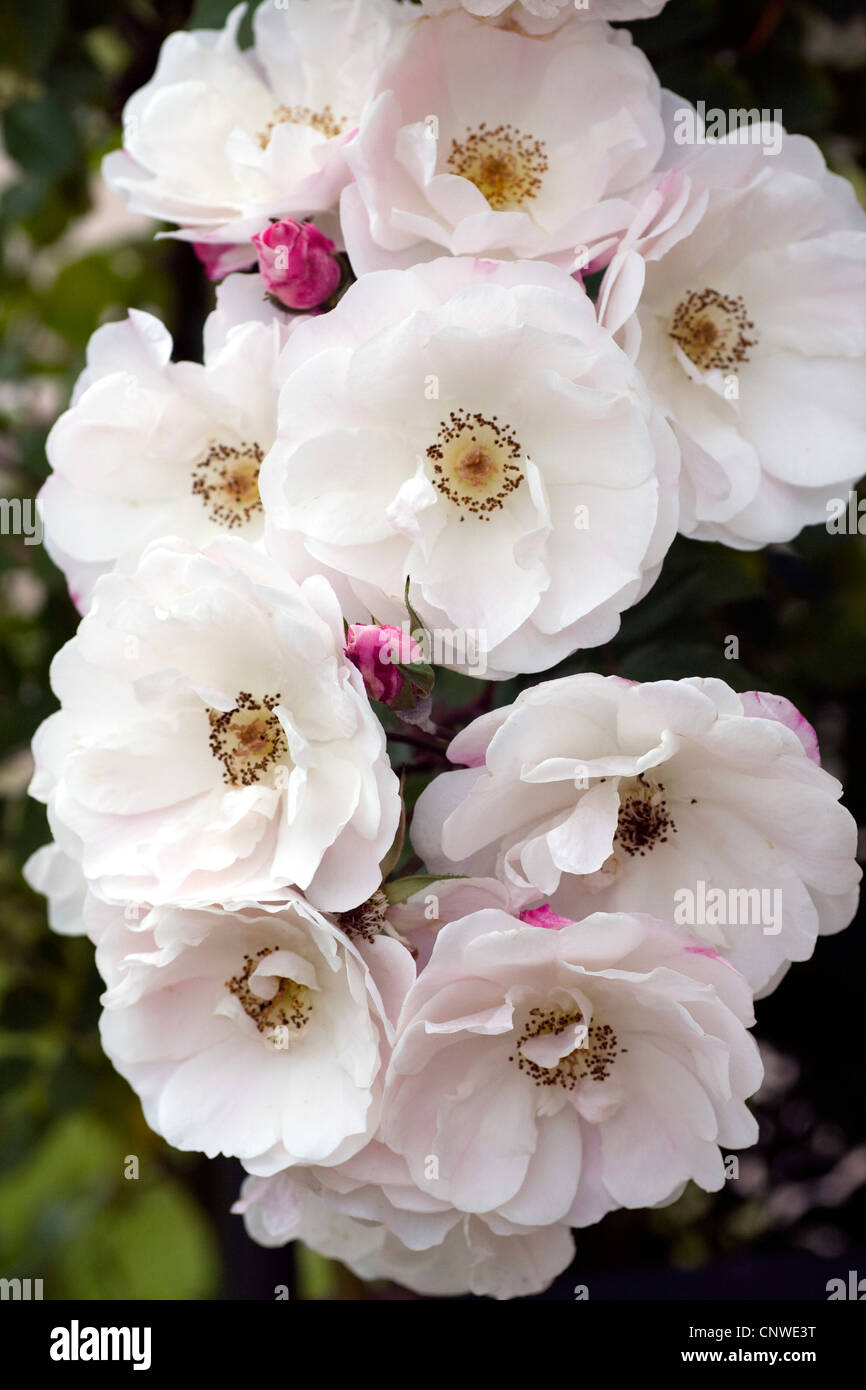 ornamental rose (Rosa 'Venusta Pendula', Rosa Venusta Pendula ...