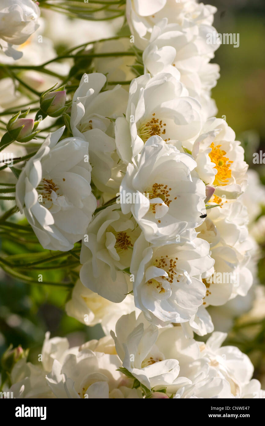 ornamental rose (Rosa 'Thalia', Rosa Thalia), cultivar Thalia Stock ...