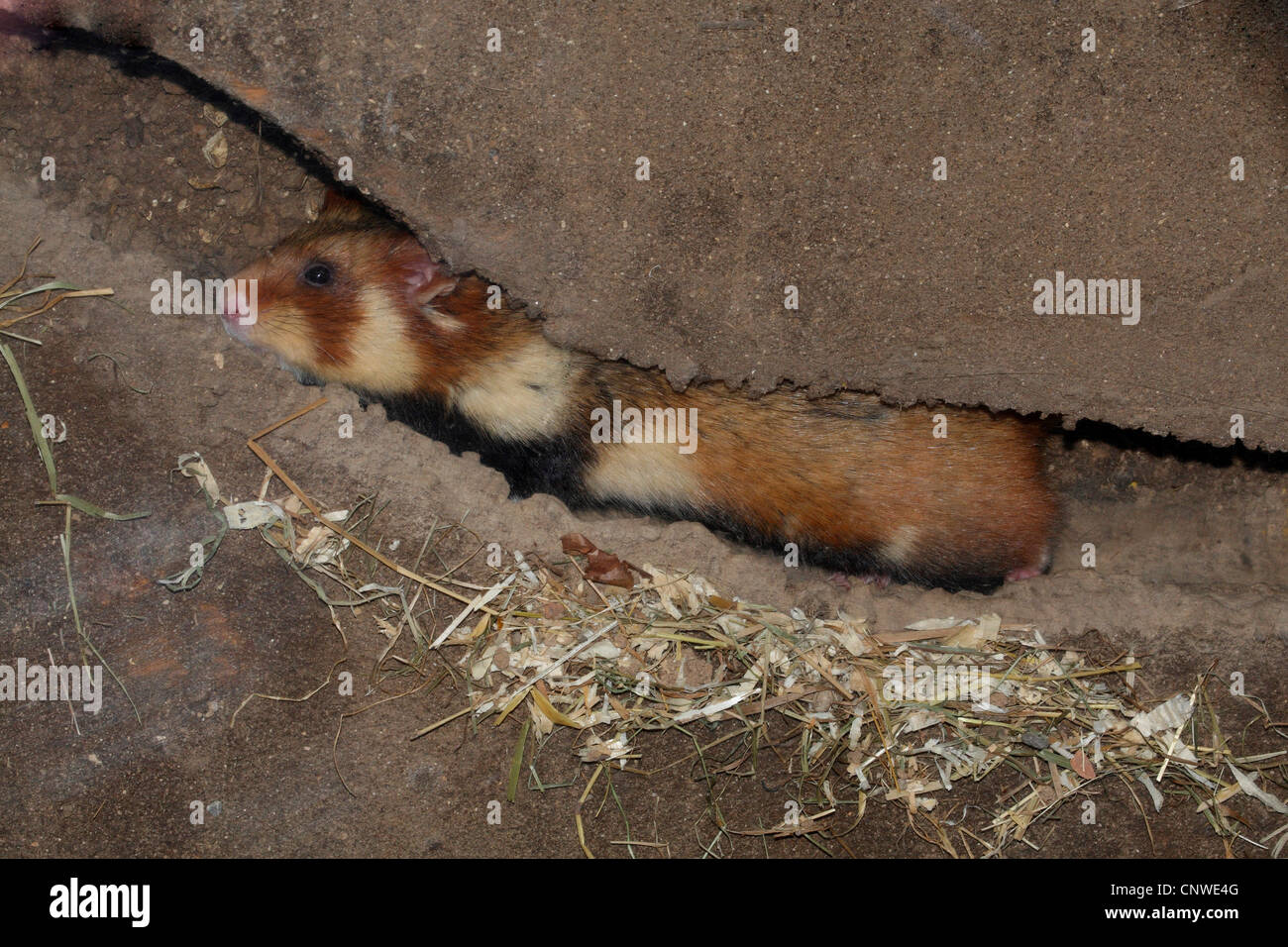 Wild hamster den hi-res stock photography and images - Alamy