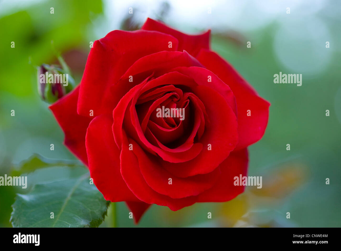 ornamental rose (Rosa 'Grandessa', Rosa Grandessa), cultivar Grandessa ...