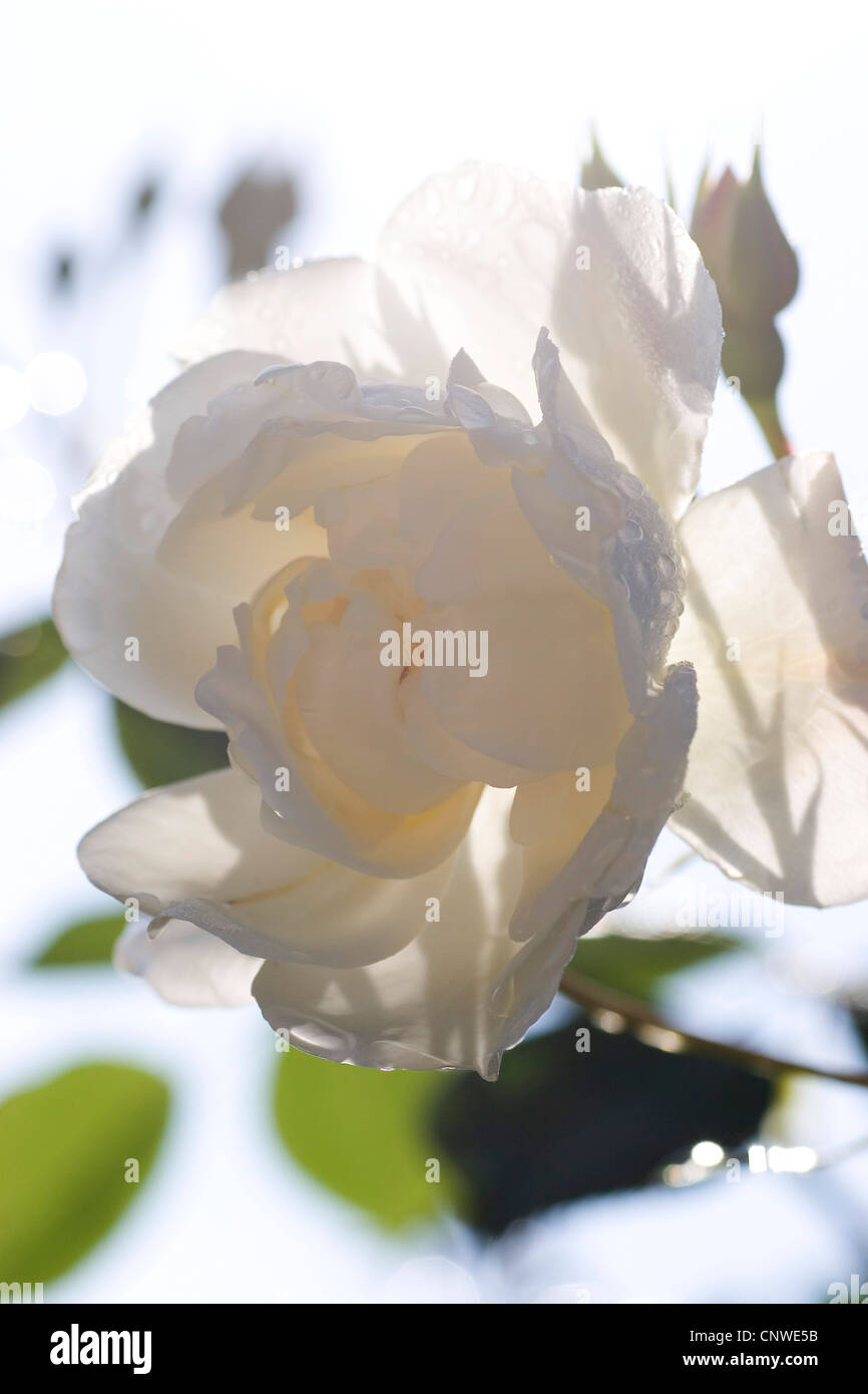 ornamental rose (Rosa 'City of York', Rosa City of York), cultivar City ...