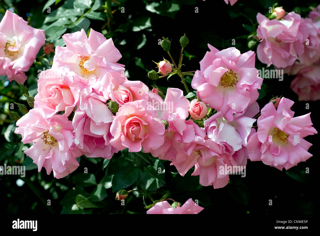 ornamental rose (Rosa 'Manita', Rosa Manita), cultivar Manita Stock ...