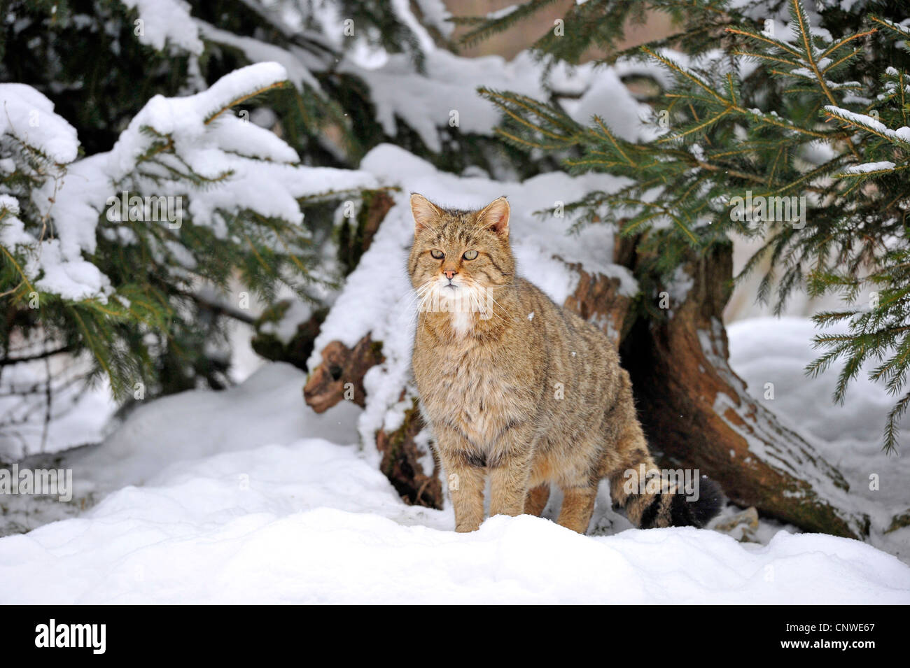 Wildcats in the snow hi-res stock photography and images - Alamy