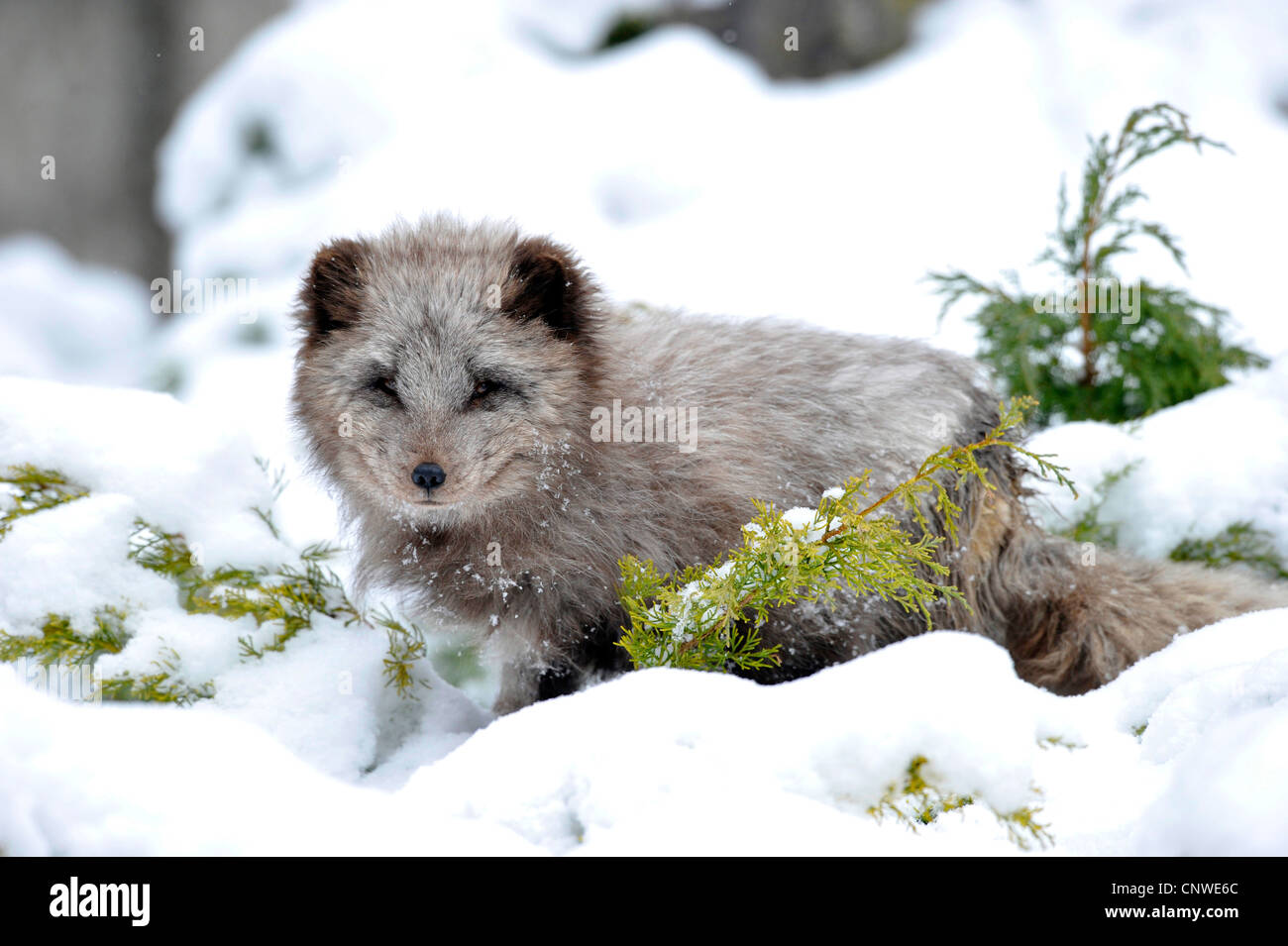 Arctic Fox Pups In Winter