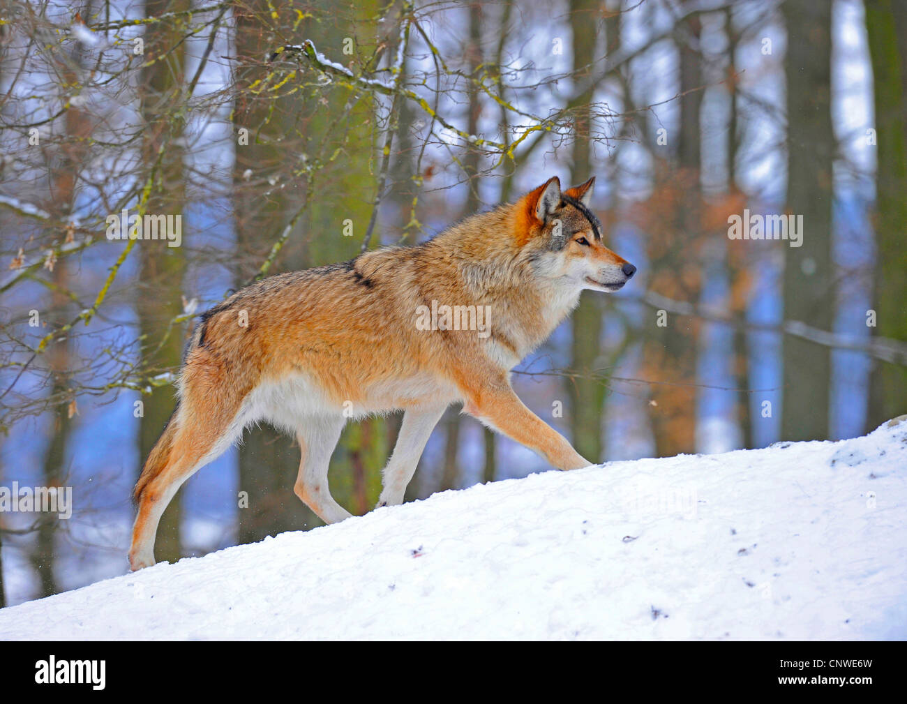 Mackenzie valley wolves canis lupus hi-res stock photography and images ...