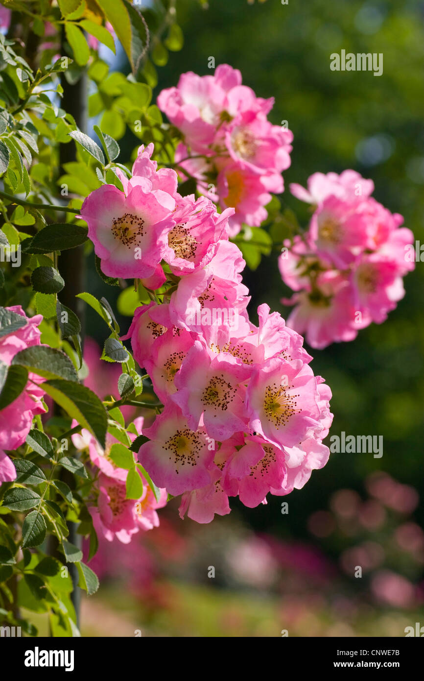 ornamental rose (Rosa 'Kew Rambler', Rosa Kew Rambler), cultivar Kew ...