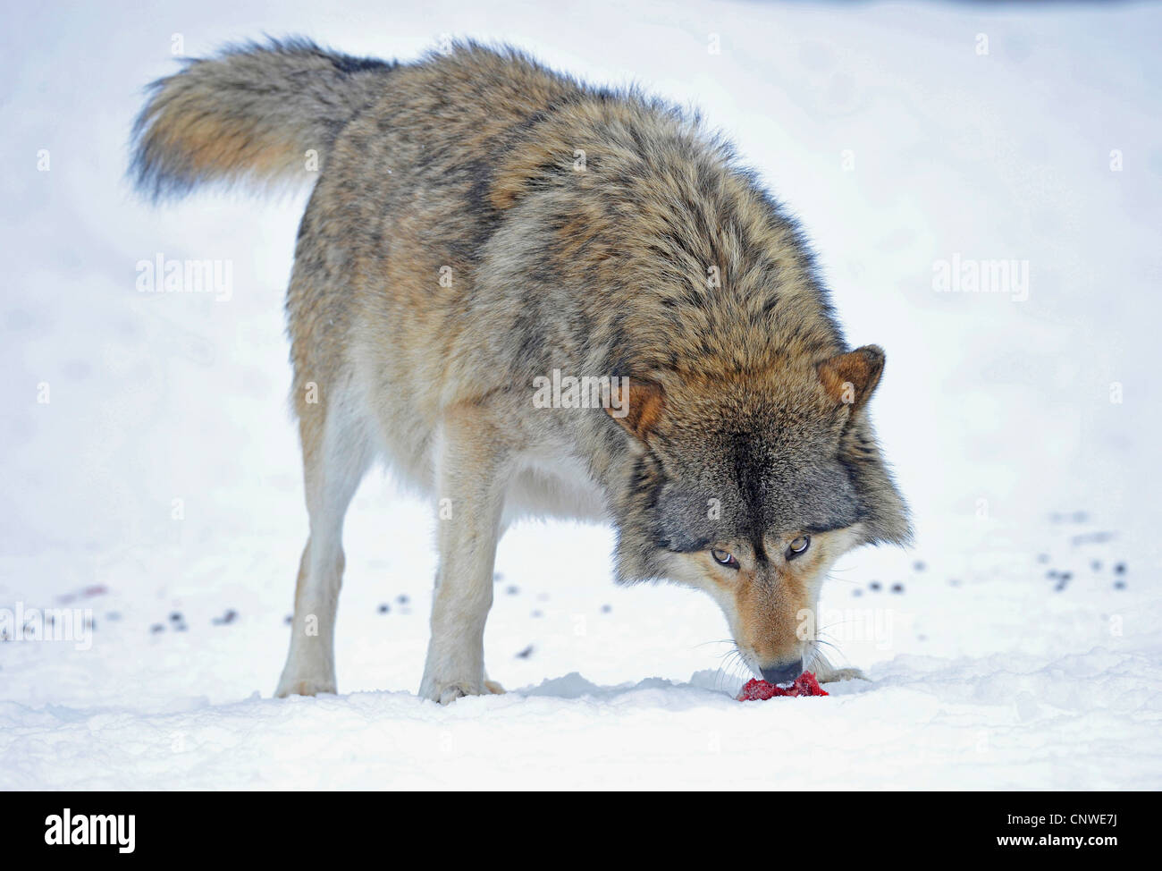 Canadian timber wolf standing hi-res stock photography and images - Alamy