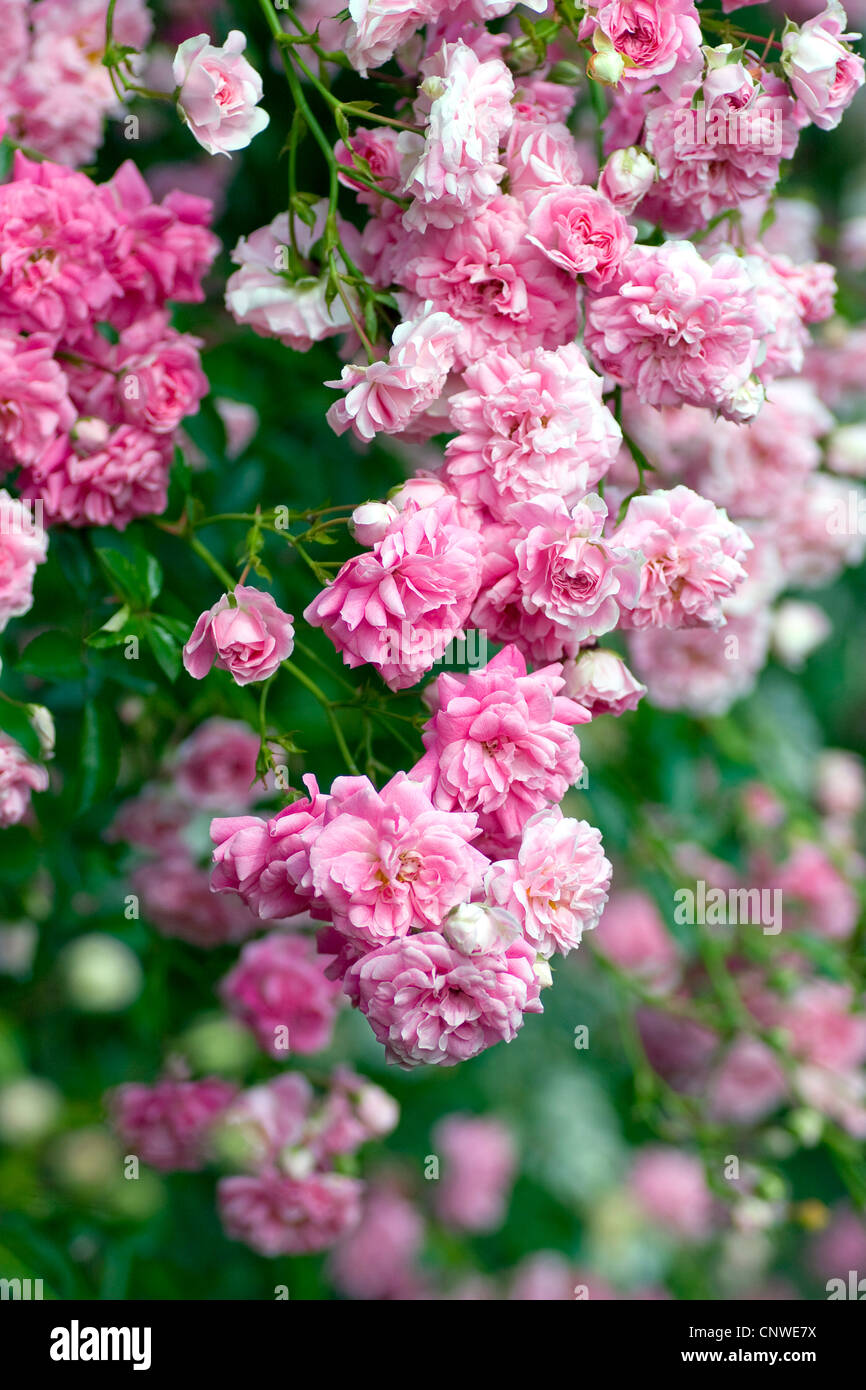 ornamental rose (Rosa 'Dorothy Perkins', Rosa Dorothy Perkins ...