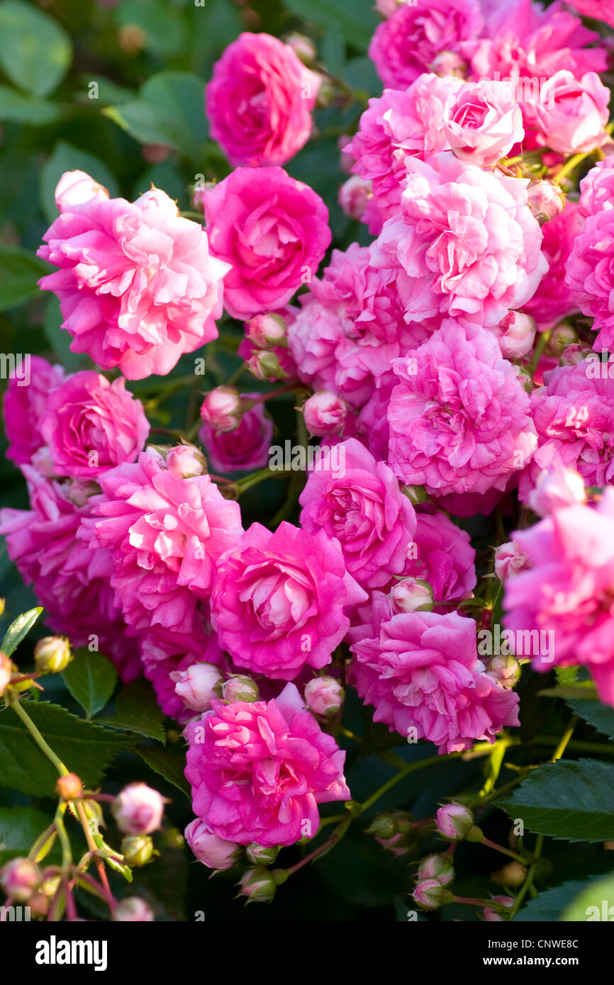 ornamental rose (Rosa 'Minnehaha', Rosa Minnehaha), cultivar Minnehaha ...