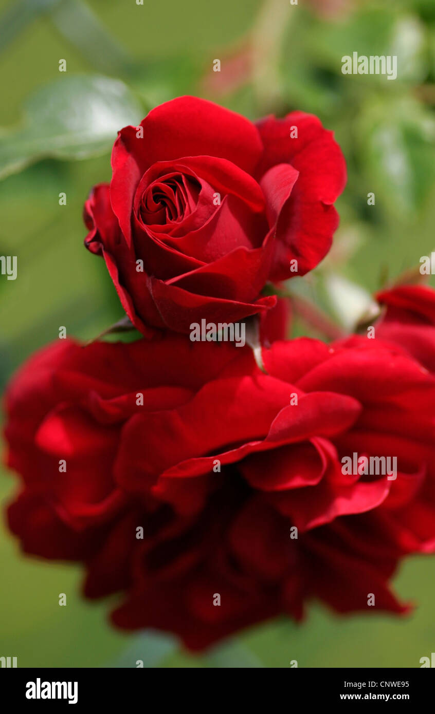 ornamental rose (Rosa 'Amadeus', Rosa Amadeus), cultivar Amadeus Stock ...